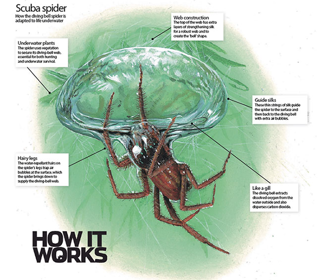 The strangest spider on Earth: Not living in trees, but preferring to ...