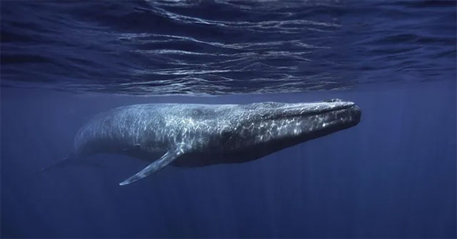 A startling new discovery about the sound of blue whales